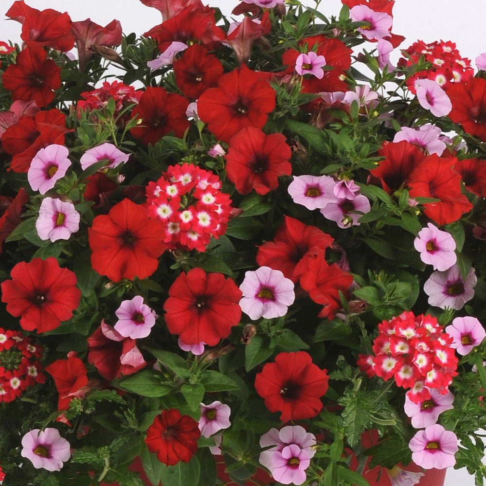 TrixiLiner Geisha Girl – Seatonville Greenhouses