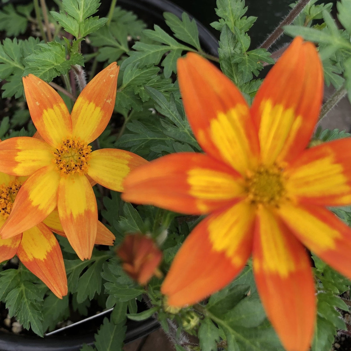 Bidens Beezar Funny Honey – Seatonville Greenhouses